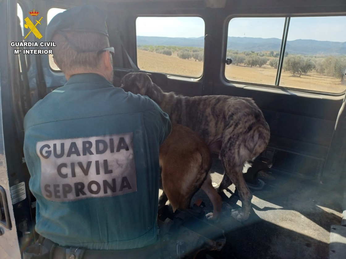 Algunos animales del criadero de perros desmantelado en Calanda tenían ...